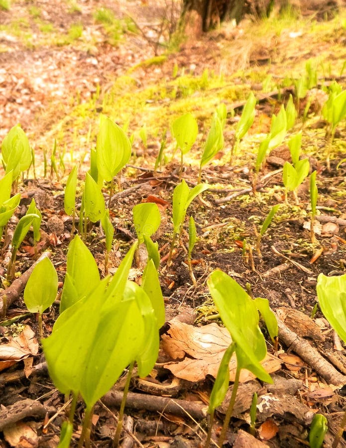 Begining of Spring. Leaves of Growing Plants Stock Photo - Image of ...