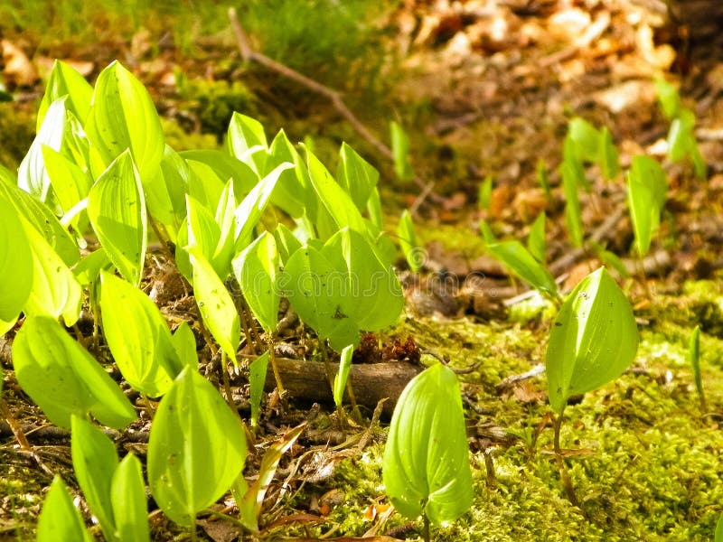 Begining of Spring. Leaves of Growing Plants Stock Photo - Image of ...