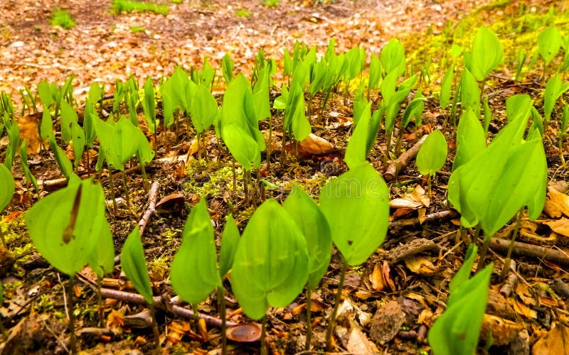 Begining of Spring. Leaves of Growing Plants Stock Photo - Image of ...