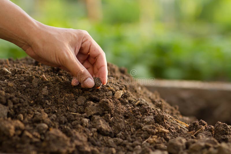 Testing Soil by Hand at Garden Stock Photo - Image of expert, flower ...