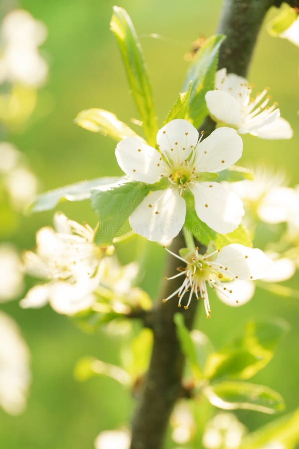 Beginning of an Apple Flowering and Ovary on a Spring Stock Photo ...