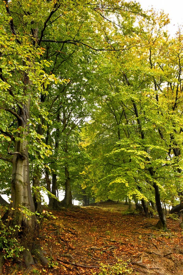 Beginning of autumn stock image. Image of park, scenic - 21557717