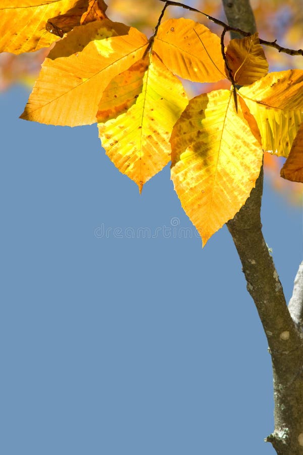 Beginning of Autumn stock photo. Image of green, natural - 31376446