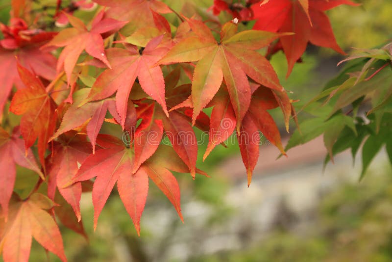 Beginning of Autumn stock image. Image of change, autumn - 93174709