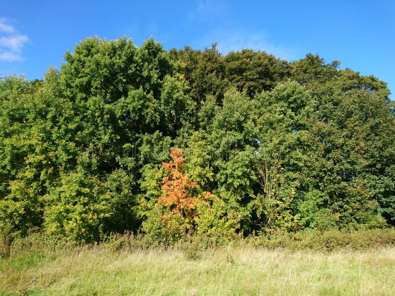 Beginning of autumn stock image. Image of leaf, light - 100767327