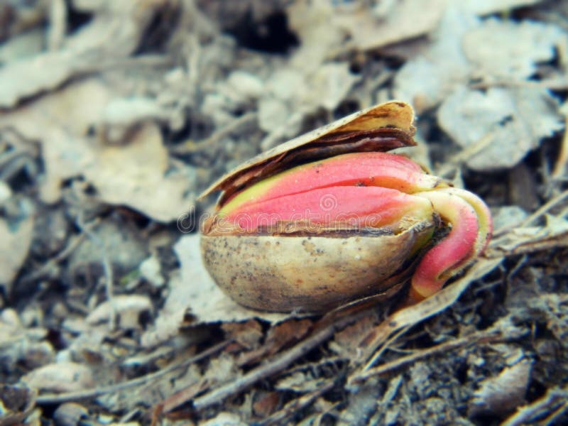 Birth of tree. Sprout stock image. Image of life, cultivated - 239009635