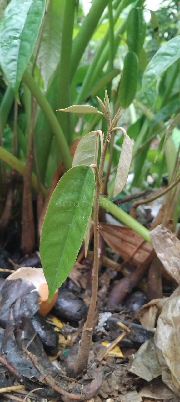 The Beginning of the Durian Tree Stock Photo - Image of insect ...