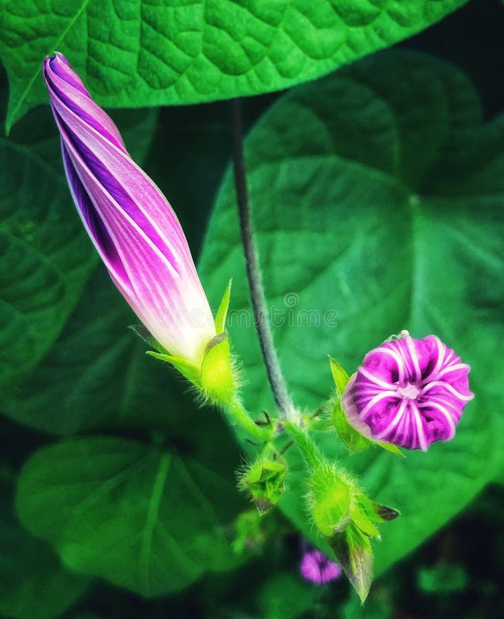 Flower & X28;the Beginning and the End& X29; Stock Photo - Image of ...