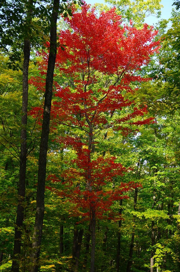 Beginning of Fall stock image. Image of summer, fall - 46661757