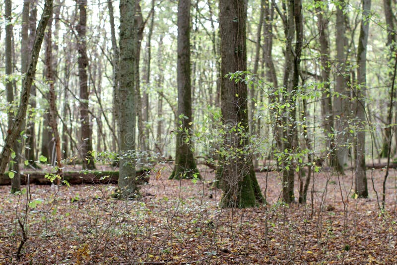 Beginning of Fall in Forest of Oak and Ash Trees Stock Image - Image of ...