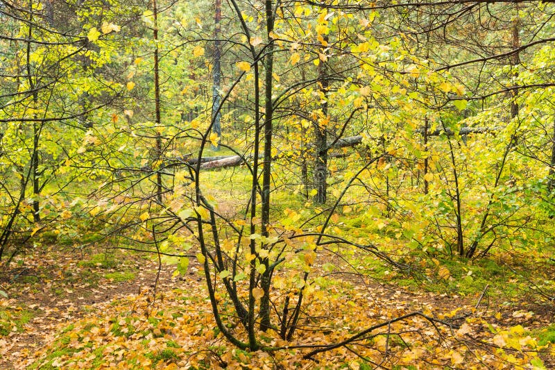 At the Beginning of Fall Season Stock Photo - Image of rural, natural ...