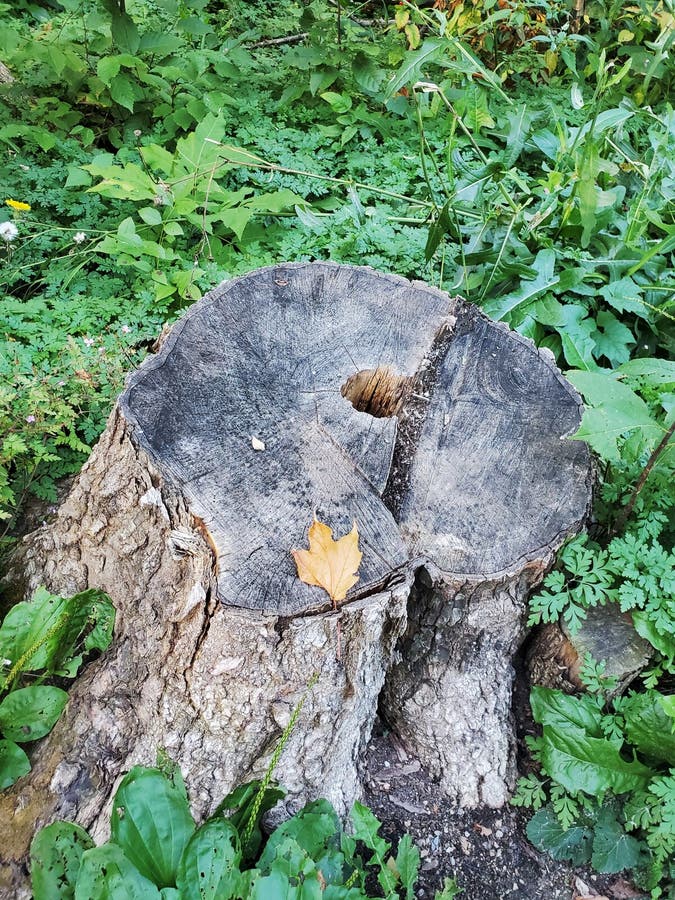 Beginning of Fall stock image. Image of base, forests - 196802617