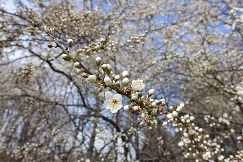 Beginning of Florescence of Plum Tree in March Stock Image - Image of ...