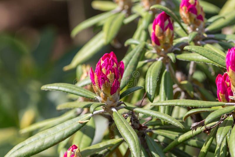The beginning of flowering stock photo. Image of bush - 115356342