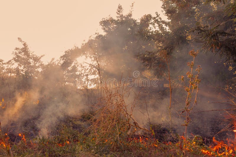 The Beginning of a Forest Fire. the Dry Grass is Burning Stock Photo ...