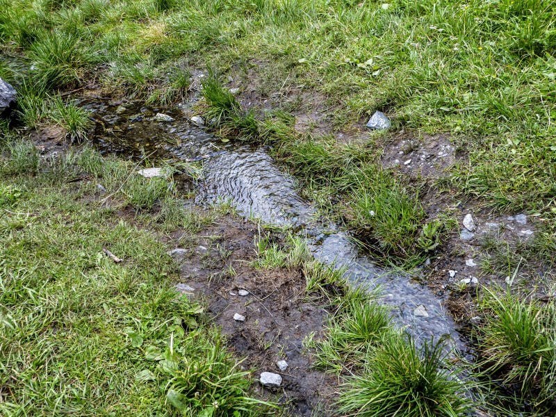 Beginning of a Forest Stream among Green Grass in the Forest Stock ...
