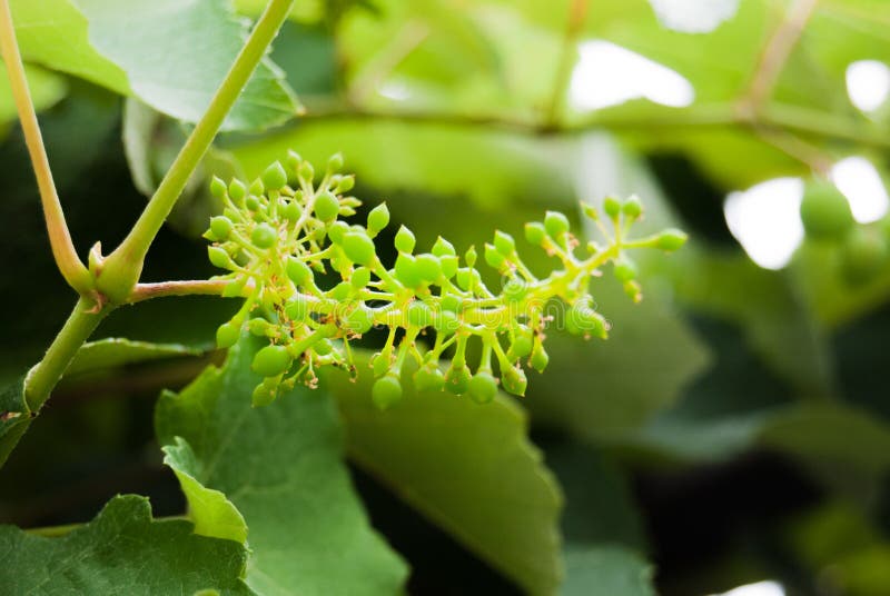 The Beginning of Formation of a Bunch of Grape Stock Image - Image of ...