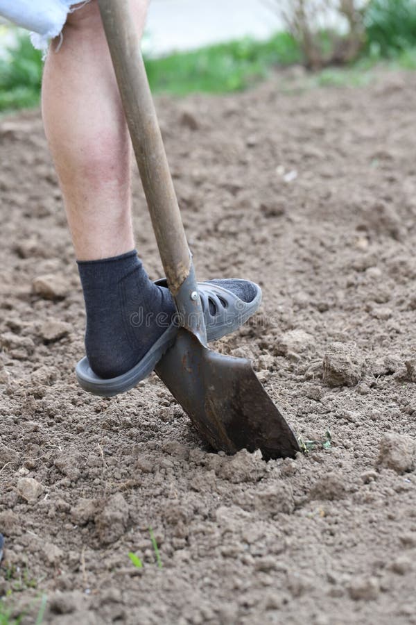 The Beginning of the Garden Season, Digging the Ground for Beds Stock ...