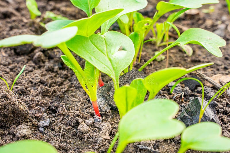 The Beginning of the Growth of Red Radish in the Soil, Close-up. Spring ...
