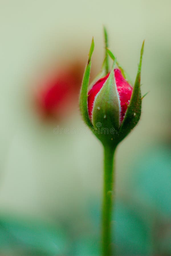 My little beautiful rose stock photo. Image of decierto - 127328378