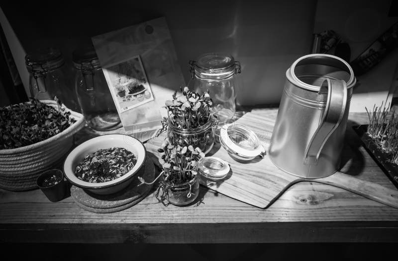 Insect Sun, on Sunflower Seeds Stock Photo - Image of crawling, chosen ...