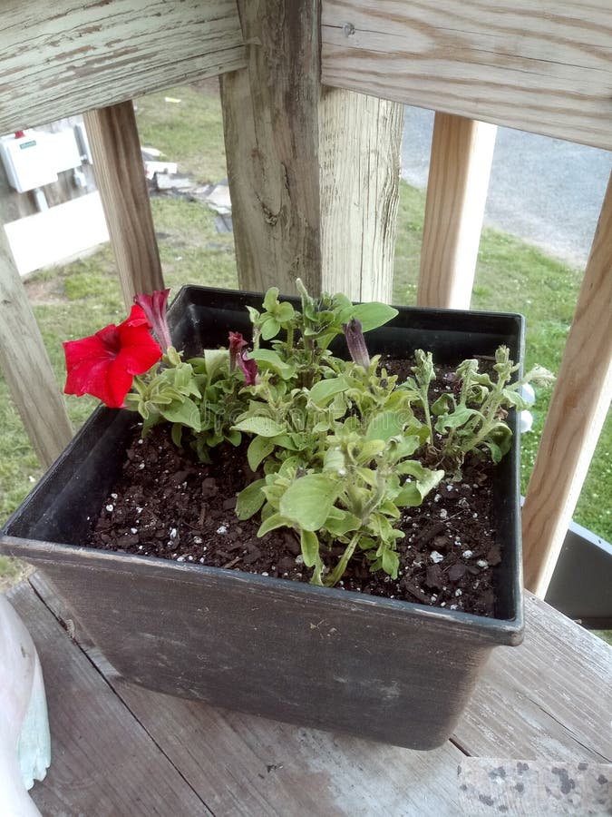 Beginning of life stock photo. Image of newlife, beginning - 236664578