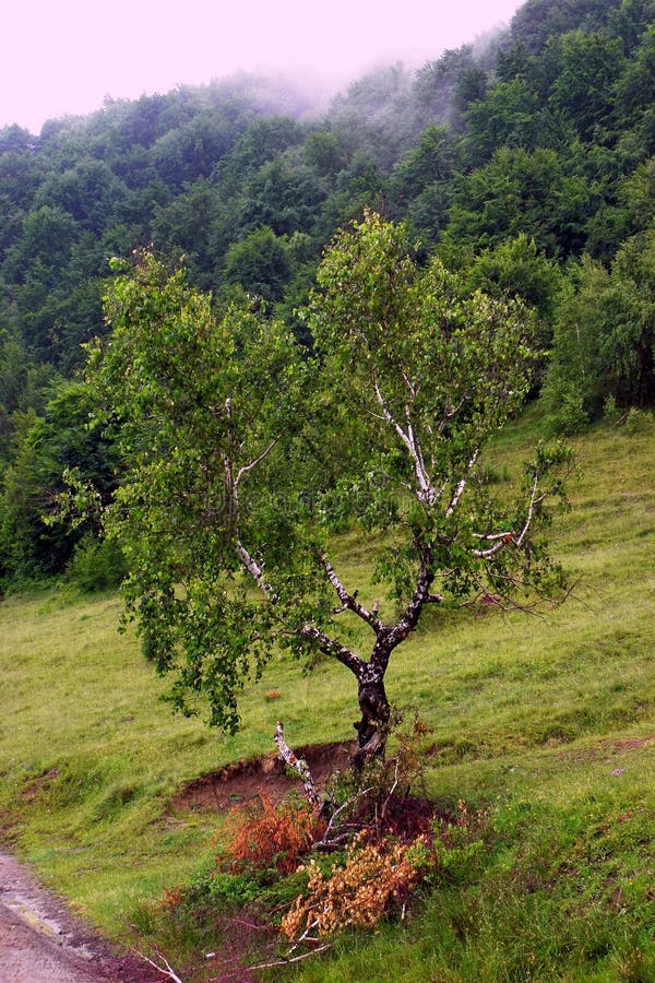 A Lonely Birch Tree in the Mountains. Stock Photo - Image of season ...