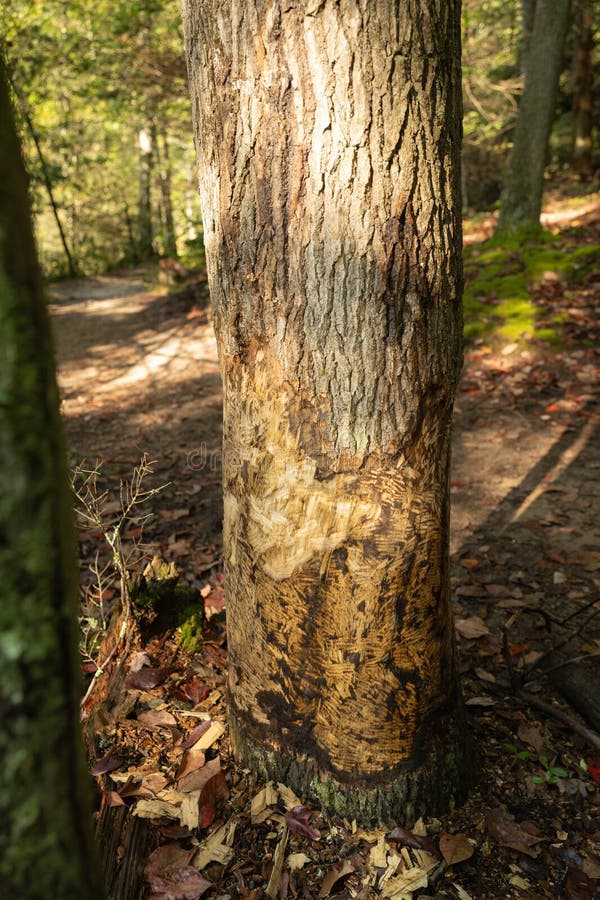 Beginning of a New Project, Beaver Teeth Marks in a Tree Stock Image ...