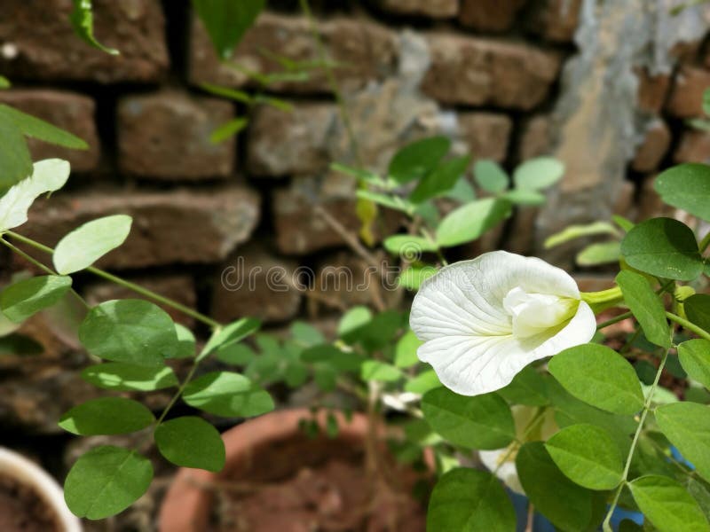 Beginning phase of flower stock image. Image of birth - 153218337