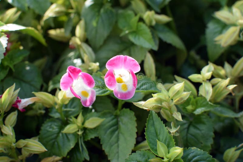 Beginning of the Pink Flower Stock Image - Image of closeup, isolated ...