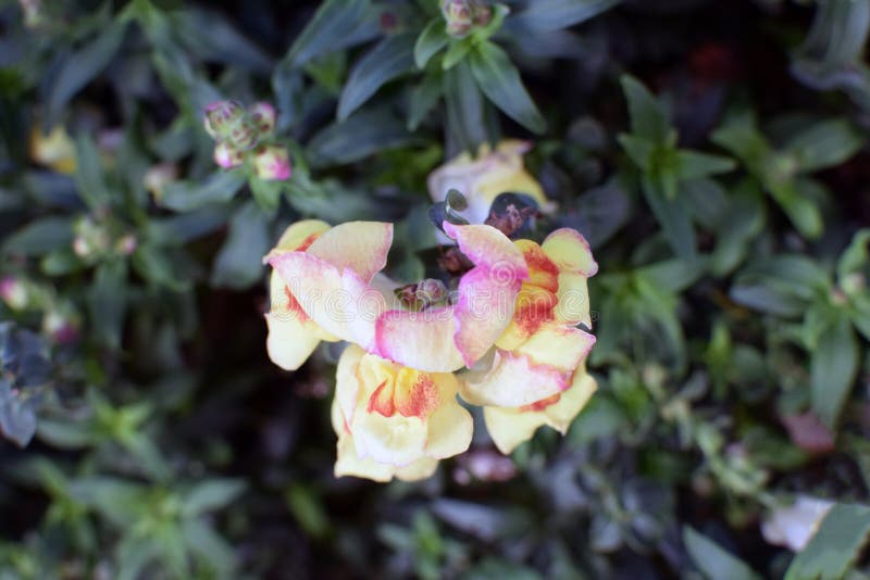 Beginning of the Pink Flower Stock Image - Image of black, blossom ...