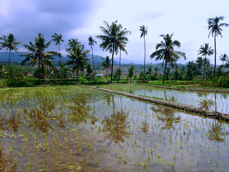 Beginning Process of Planting Paddy Plants in the Rice Fields Stock ...