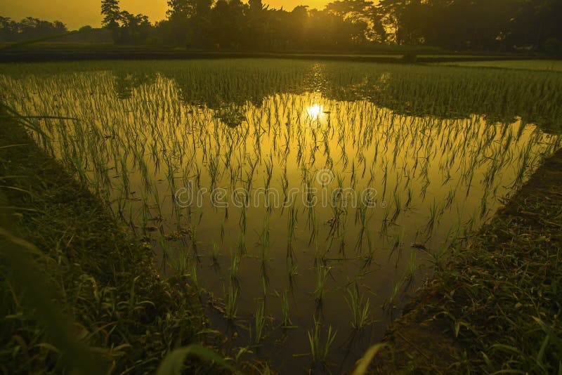 The Beginning of Rice Filed Plants with Reflection of the Sunshine ...