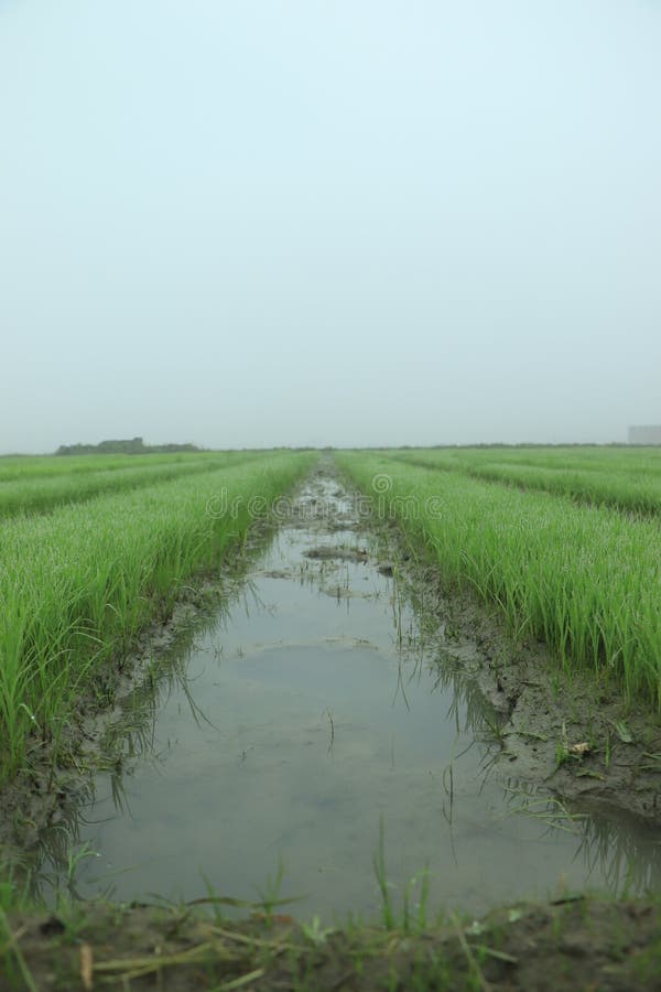 The Beginning of a Rice Plant Stock Photo - Image of chaff, rice: 265479208