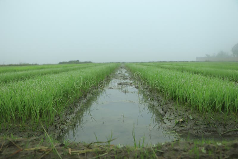 The Beginning of a Rice Plant Stock Image - Image of fresh, rice: 265479217