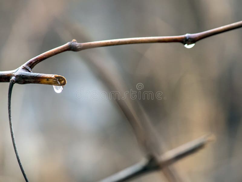 Beginning of Sap Flow in the Vine Stock Photo - Image of grape, farming ...