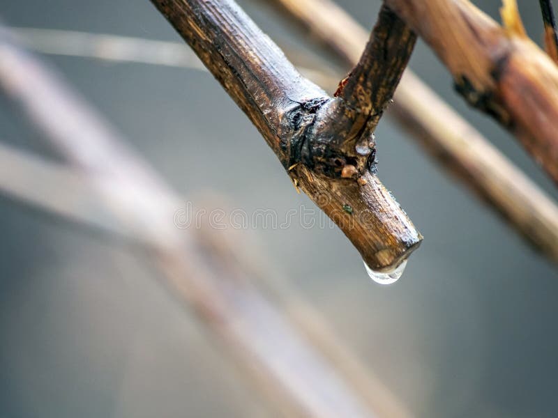 Beginning of Sap Flow in the Vine Stock Image - Image of nature, farm ...