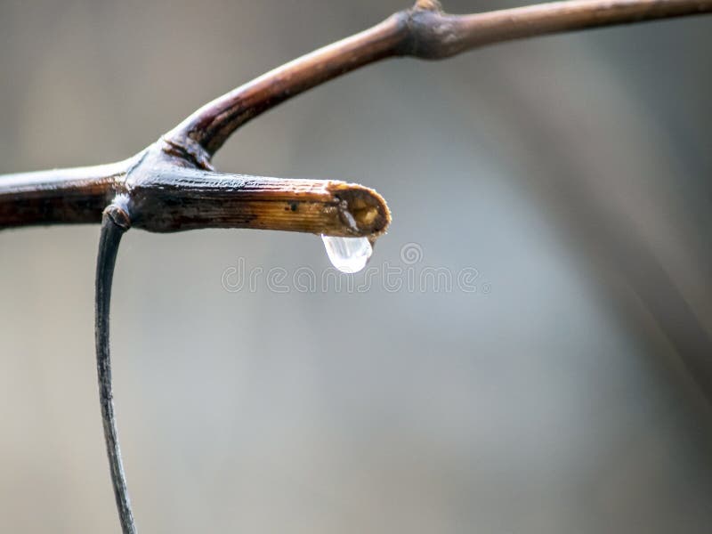 Sap Vineyard Stock Photos - Free & Royalty-Free Stock Photos from ...