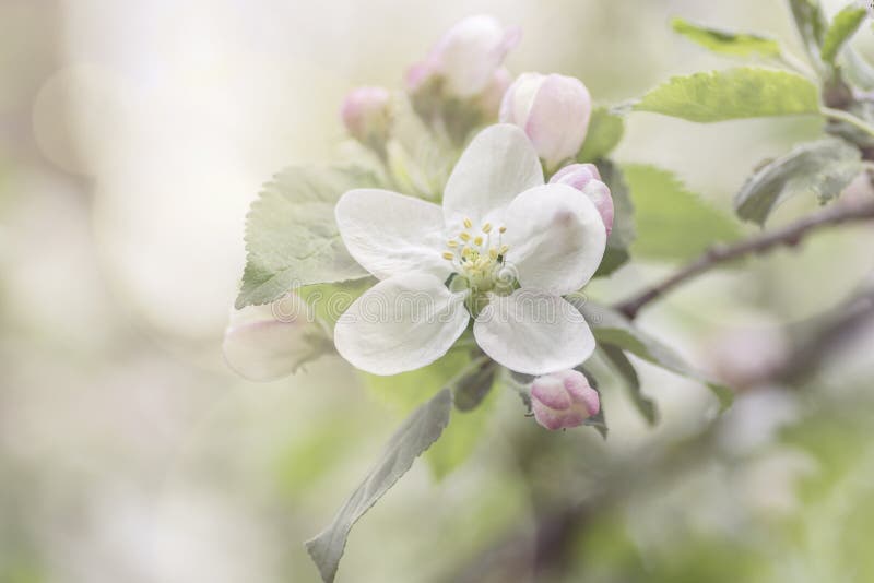 Beginning of Spring Blooming Apple Buds Pink Colors Stock Image - Image ...