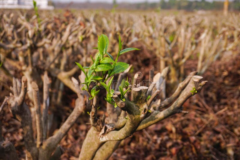 At the Beginning of Spring, the Branches of the Tea Tree are Cut and ...