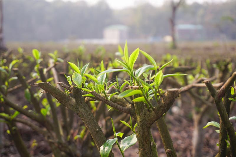 At the Beginning of Spring, the Branches of the Tea Tree are Cut and ...