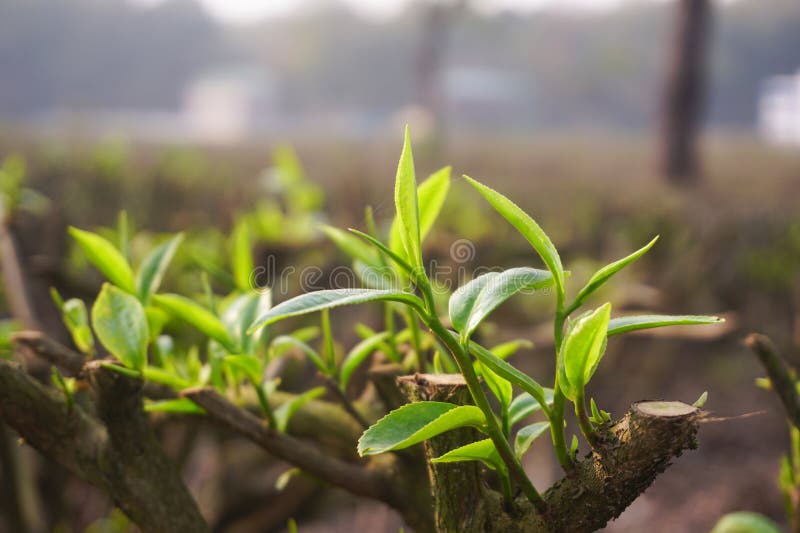At the Beginning of Spring, the Branches of the Tea Tree are Cut and ...