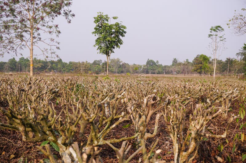 At the Beginning of Spring, the Branches of the Tea Tree are Cut and ...