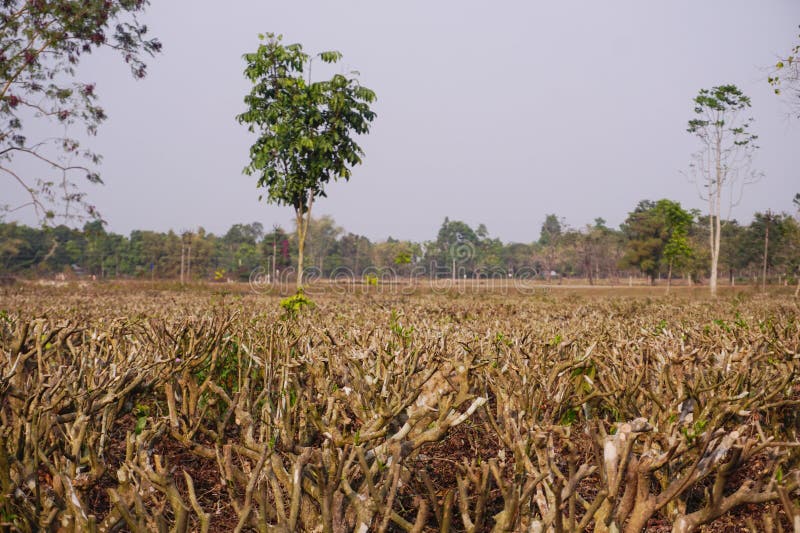 At the Beginning of Spring, the Branches of the Tea Tree are Cut and ...
