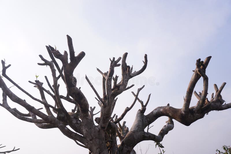 At the Beginning of Spring, the Branches of the Tea Tree are Cut and ...