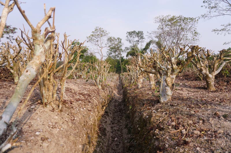 At the Beginning of Spring, the Branches of the Tea Tree are Cut and ...