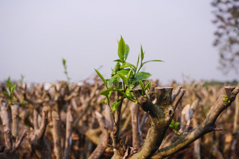 At the Beginning of Spring, the Branches of the Tea Tree are Cut and ...