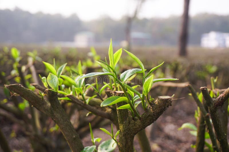 At the Beginning of Spring, the Branches of the Tea Tree are Cut and ...