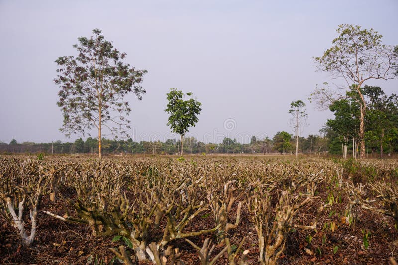 At the Beginning of Spring, the Branches of the Tea Tree are Cut and ...