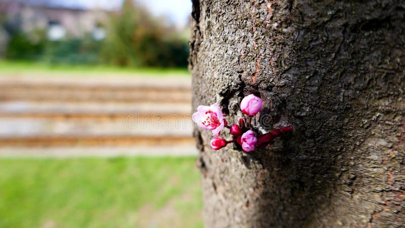 Beginning Spring Bucharest Romania Stock Photos - Free & Royalty-Free ...